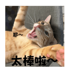 Roommate too much problem – LINE stickers | LINE STORE
