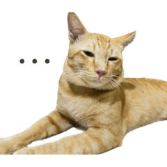 Momo the ginger cat – LINE stickers | LINE STORE