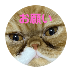 Amin_20230826172559 – LINE stickers | LINE STORE
