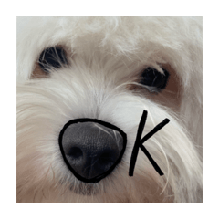 udon the maltese – LINE stickers | LINE STORE