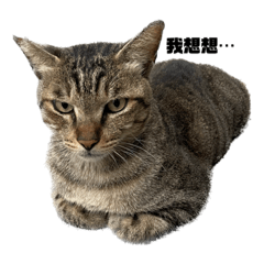 Ivy Cheng_20230828182636 – LINE stickers | LINE STORE