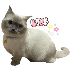 BeGin_V.2 – LINE stickers | LINE STORE