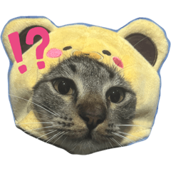 Caesar The cat vol.1 – LINE stickers | LINE STORE