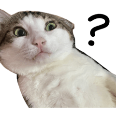 Tetanus_20230903022428 – LINE stickers | LINE STORE