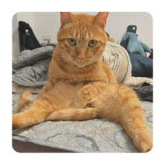 Habib_20230904201347 - LINE スタンプ | LINE STORE