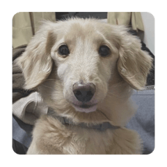 Habib_20230906165925 - LINE スタンプ | LINE STORE