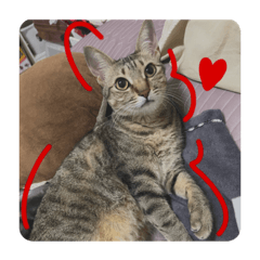 Habib_20230907024622 - LINE スタンプ | LINE STORE