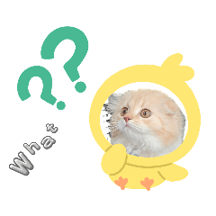 Soju boy(the cat) - Stiker LINE | LINE STORE