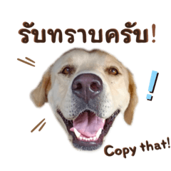 Nam Ngiew & Durian & Boonrod – สติกเกอร์ LINE | LINE STORE