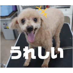 chanmari_20230909193104 - Stiker LINE | LINE STORE