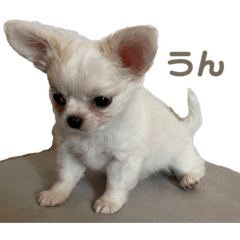 chichimaru_20230911174404 – LINE stickers | LINE STORE