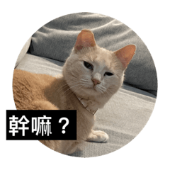 Moira the cat – LINE stickers | LINE STORE