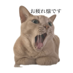 Negative cat stickers - Stiker LINE | LINE STORE