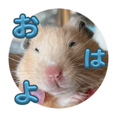 Korosuke_20230916211921 - Stiker LINE | LINE STORE