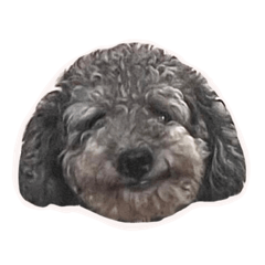 bae semi_20230920201219 – LINE stickers | LINE STORE