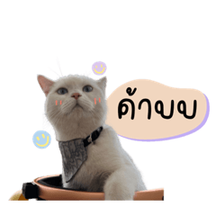 Luca, the white cat – LINE stickers | LINE STORE
