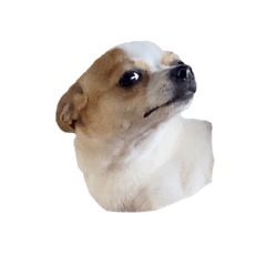 dara nooling – LINE stickers | LINE STORE