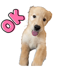 gyami_20231001211703 – LINE貼圖 | LINE STORE