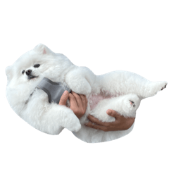 Mr. Migo – LINE stickers | LINE STORE