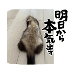 kochi__20231007171059 - Stiker LINE | LINE STORE