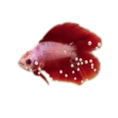 The very funny fish Chacha - LINE スタンプ | LINE STORE