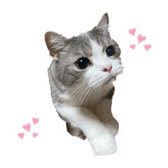 Oharu_20231009123348 - Stiker LINE | LINE STORE