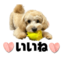 kana_20231012084224 – LINE stickers | LINE STORE