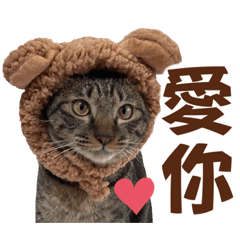 Chubi the Cat [Daily] – LINE stickers | LINE STORE