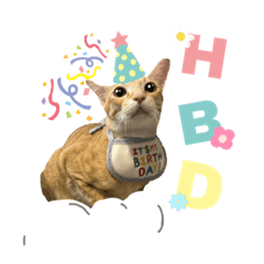 Platu & Cappu The (Jon)cat (bigger size) - Stiker LINE | LINE STORE