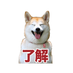 shiba-momiji_2023 – LINE stickers | LINE STORE
