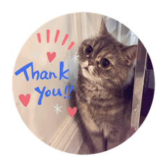 Peiling_20231026001042 – LINE stickers | LINE STORE