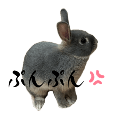 usagi-rabbit01 – LINE stickers | LINE STORE