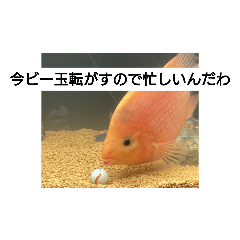 ASAwo_20231026173220 – LINE貼圖 | LINE STORE