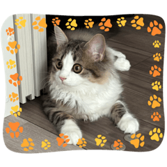 kayo yama_20231028145517 – LINE貼圖 | LINE STORE