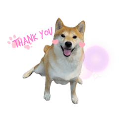 wanwan_20231029080641 – LINE stickers | LINE STORE