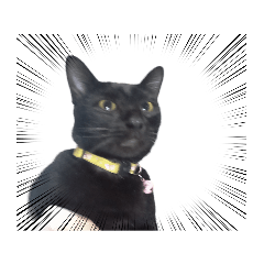 sticker line cat - Stiker LINE | LINE STORE