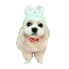 pao._20231101224840 – LINE stickers | LINE STORE