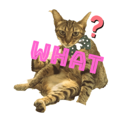 yuchen chen_20231102132223 – LINE stickers | LINE STORE