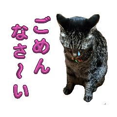 Hachiware and kumi – LINE stickers | LINE STORE