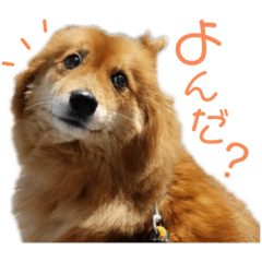 dog's stickers for daily use - Stiker LINE | LINE STORE