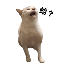 Cat_DimDim & Lumi - Stiker LINE | LINE STORE