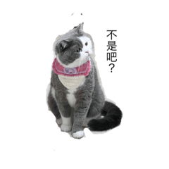 Oba_0211_20231111192201 – LINE stickers | LINE STORE