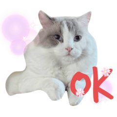 Ragdoll Dinger 2 – LINE stickers | LINE STORE
