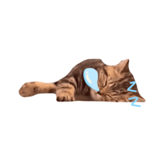 meow nunnun – LINE stickers | LINE STORE