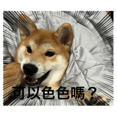 Adou_20231113121601 – LINE stickers | LINE STORE