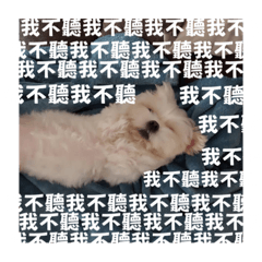 Adi_20231116145419 - LINE スタンプ | LINE STORE