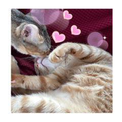 Meow & Yue – LINE stickers | LINE STORE