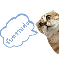 Cats Working – LINE stickers | LINE STORE