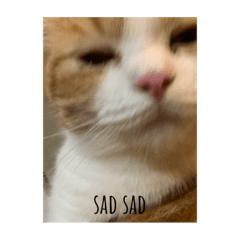 som som is a cat – LINE stickers | LINE STORE