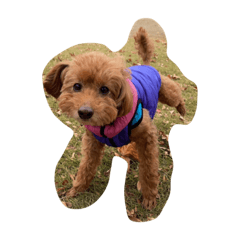 Inuman_20231211115843 - Stiker LINE | LINE STORE